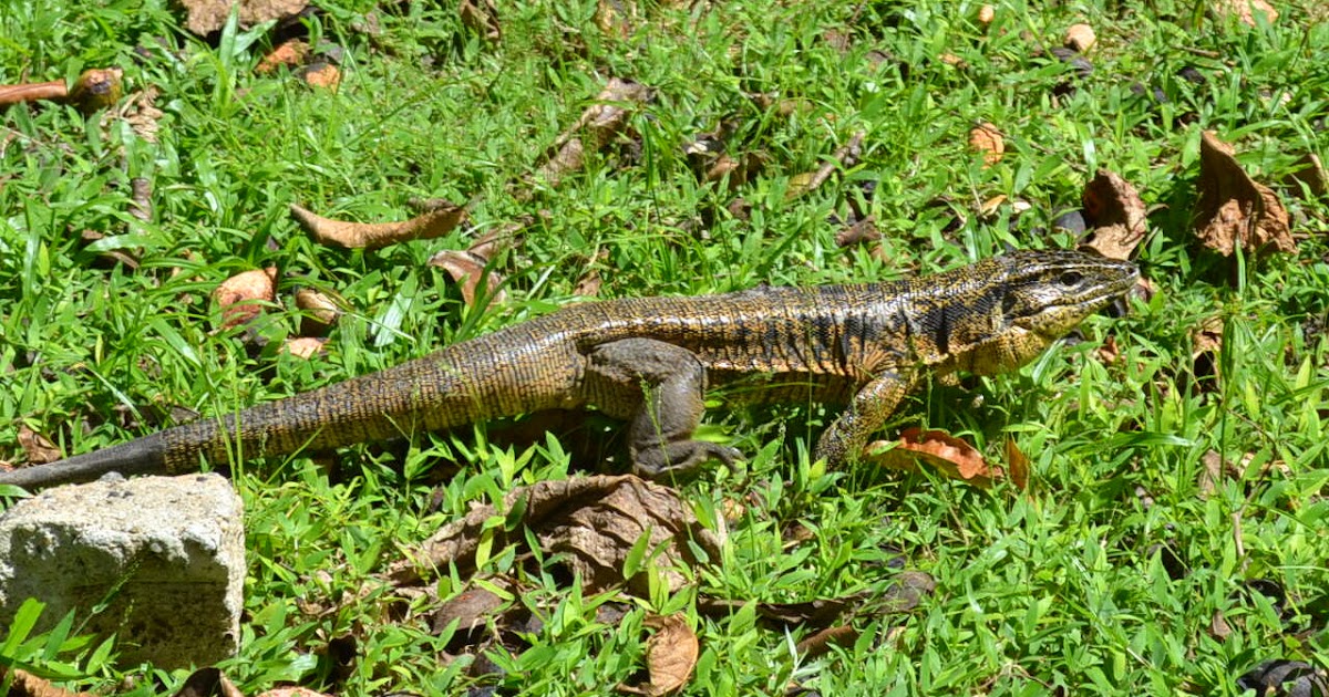 A LA DECOUVERTE DU PARADIS VERT: LE VARAN
