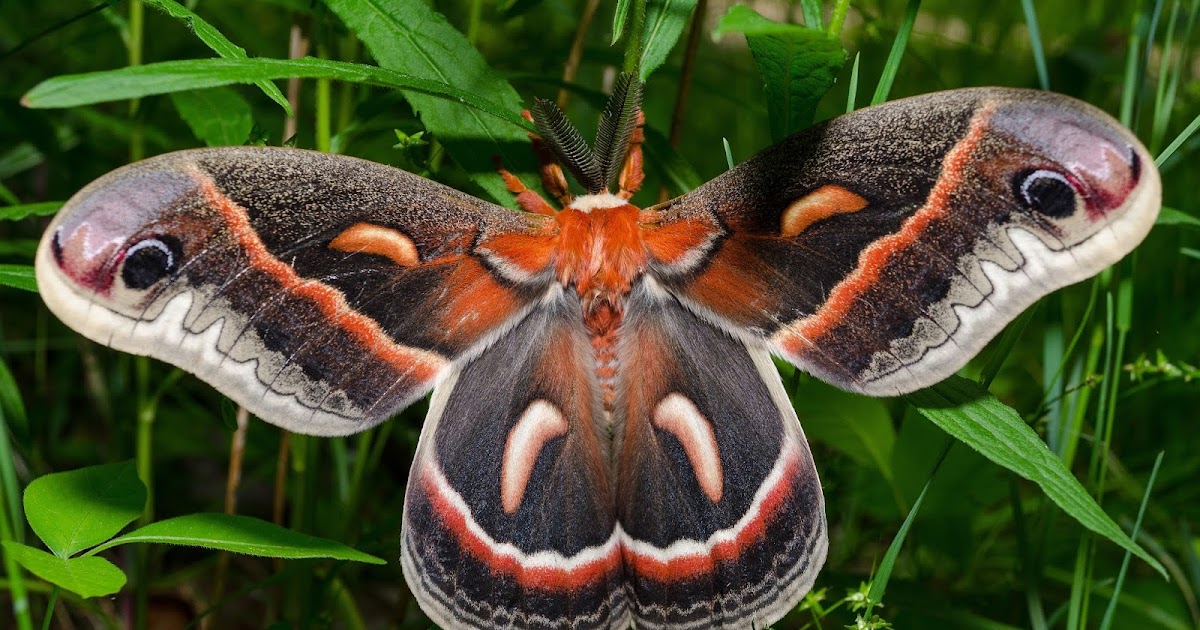 On the Subject of Nature: Cecropia Moth