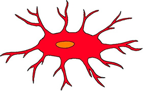 El Cerebro de Niños y Adolescentes: La Microglía
