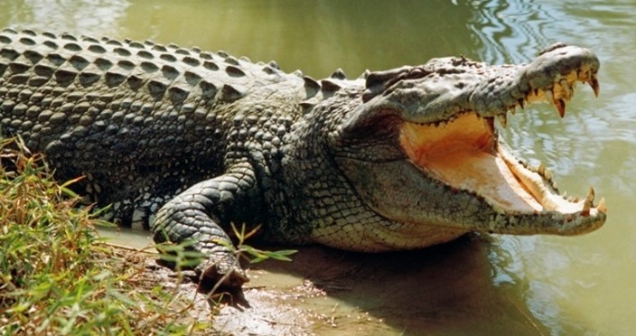 Cocodrilo - Mundo Salvaje