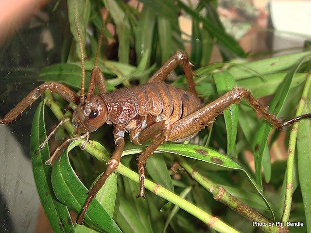 Criaturas Incríveis®: Weta Gigante - Deinacrida Fallai