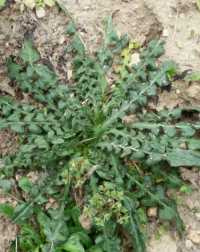 GREEK NEWS AGENDA: Stamnagathi: Crete’s Bitter - Sweet Symphony Now ...