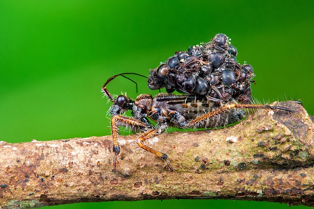 Reduviidae - Insects World