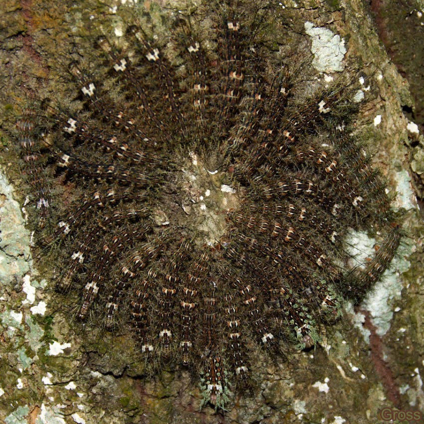 Núcleo de Proteção Ambiental (NPA): Alerta a População Exemplar de ...