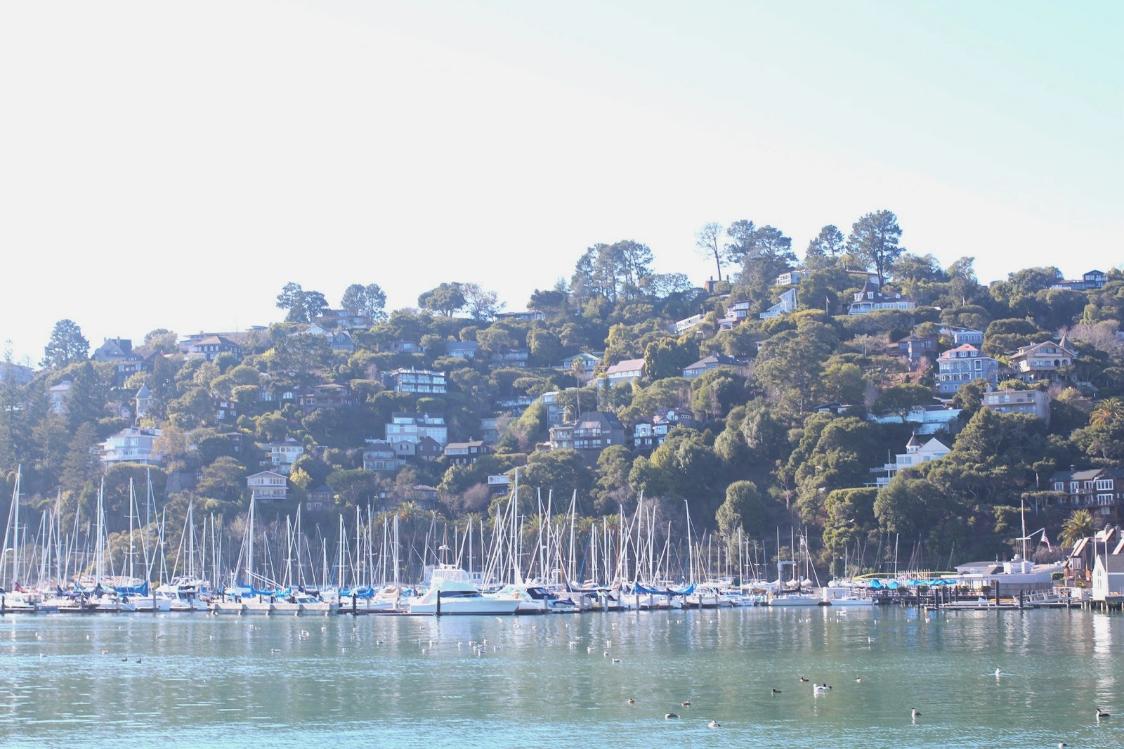 the town of tiburon | Well-Traveled Wife