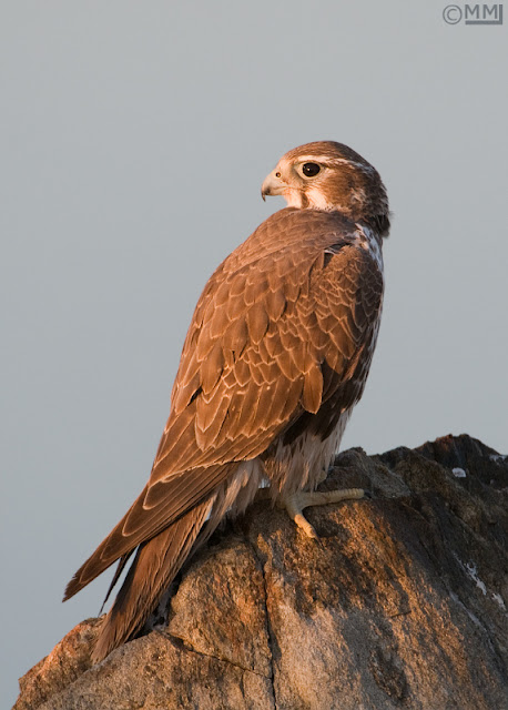 Birding Is Fun!: Prairie Falcon Fun