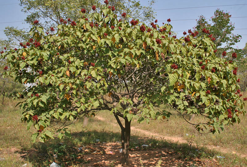Real Monstrosities: Lipstick Tree