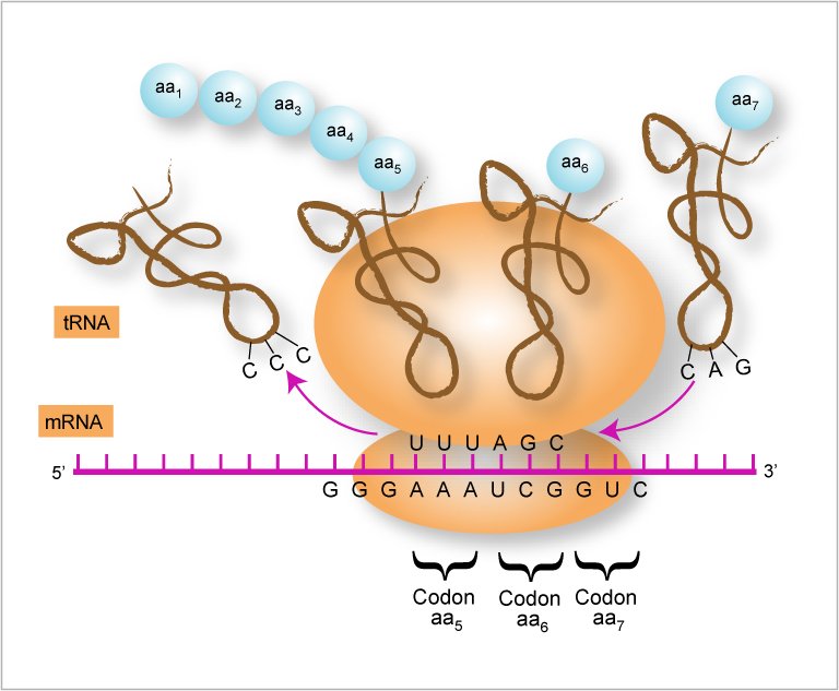 BIOLOGÍA 2