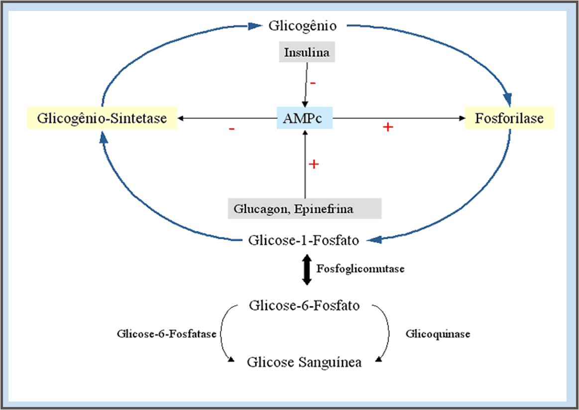 Rosana Bem: Metabolismo do Glicogênio