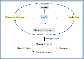Rosana Bem: Metabolismo do Glicogênio