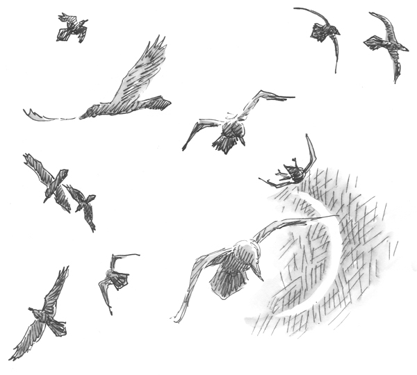 Elva's Field Notes: Playing in the Wind - Ravens