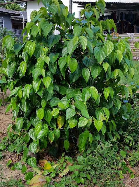 Warisan Petani: Pokok Sirih