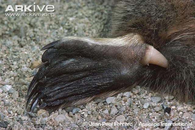 Biologia-Vida: Ornitorrincos: a colcha de retalhos da natureza ...