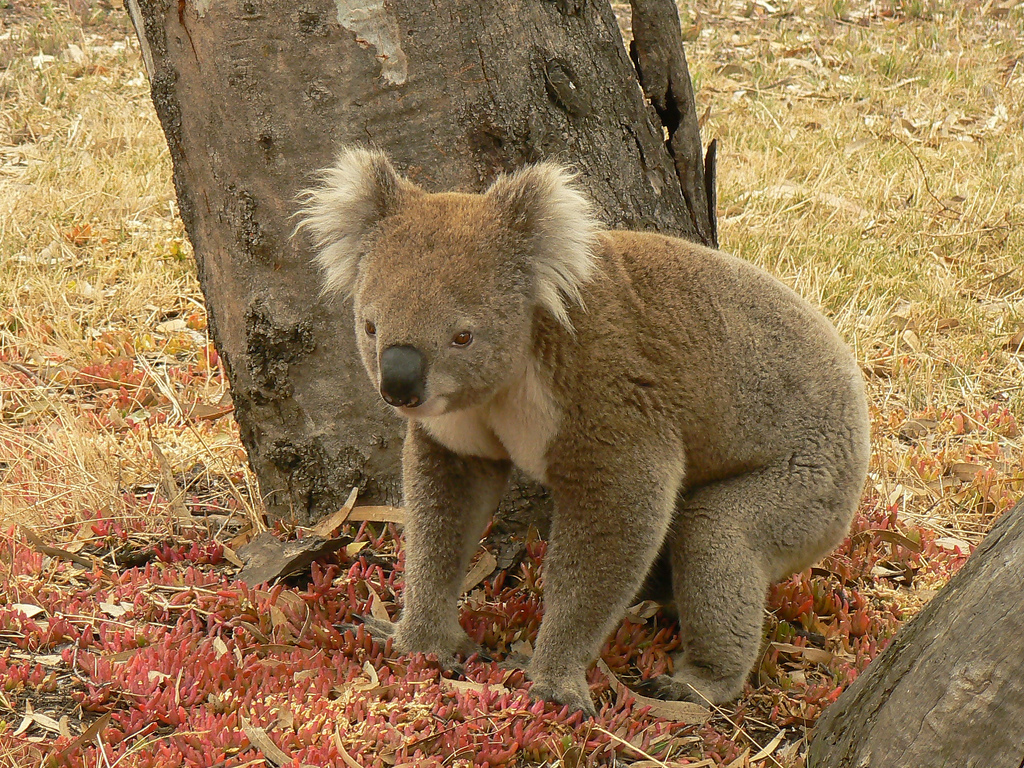 Animales Exoticos: Información del Koala