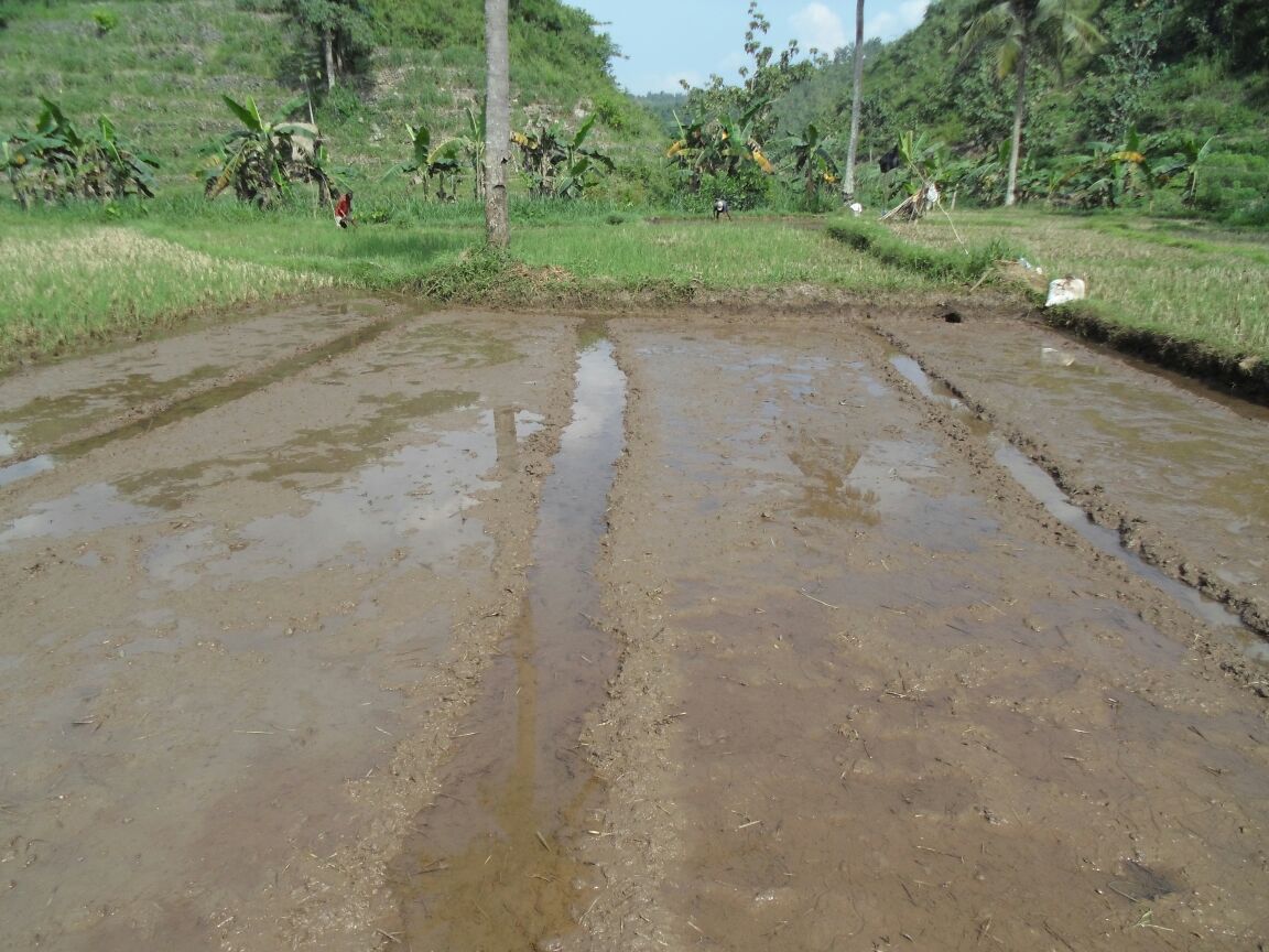 Pembibitan Kayu putih ~ teh dan ubi