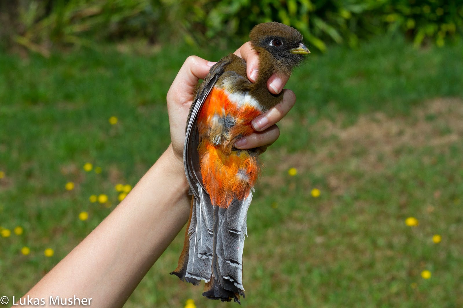 Boom Chachalaca: Costa Rica: The Talamanca Highlands