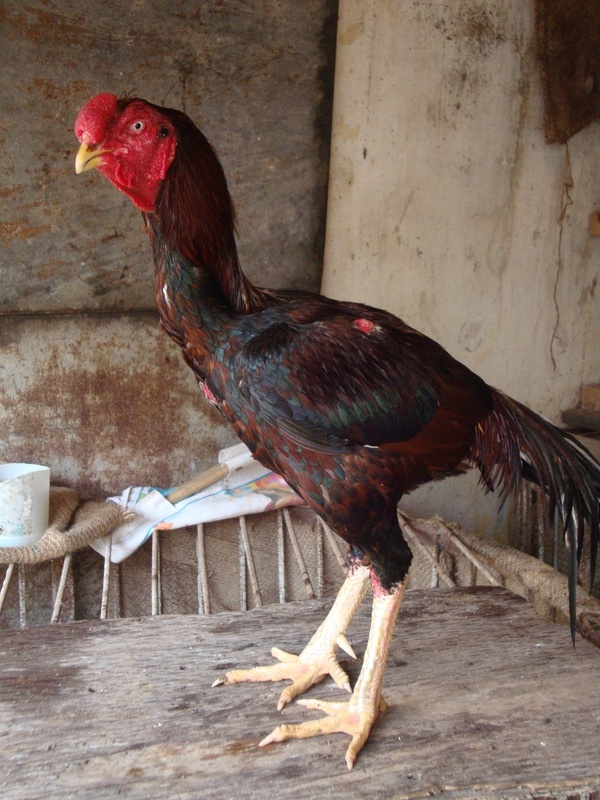 KING GHAZI: Indian Asil