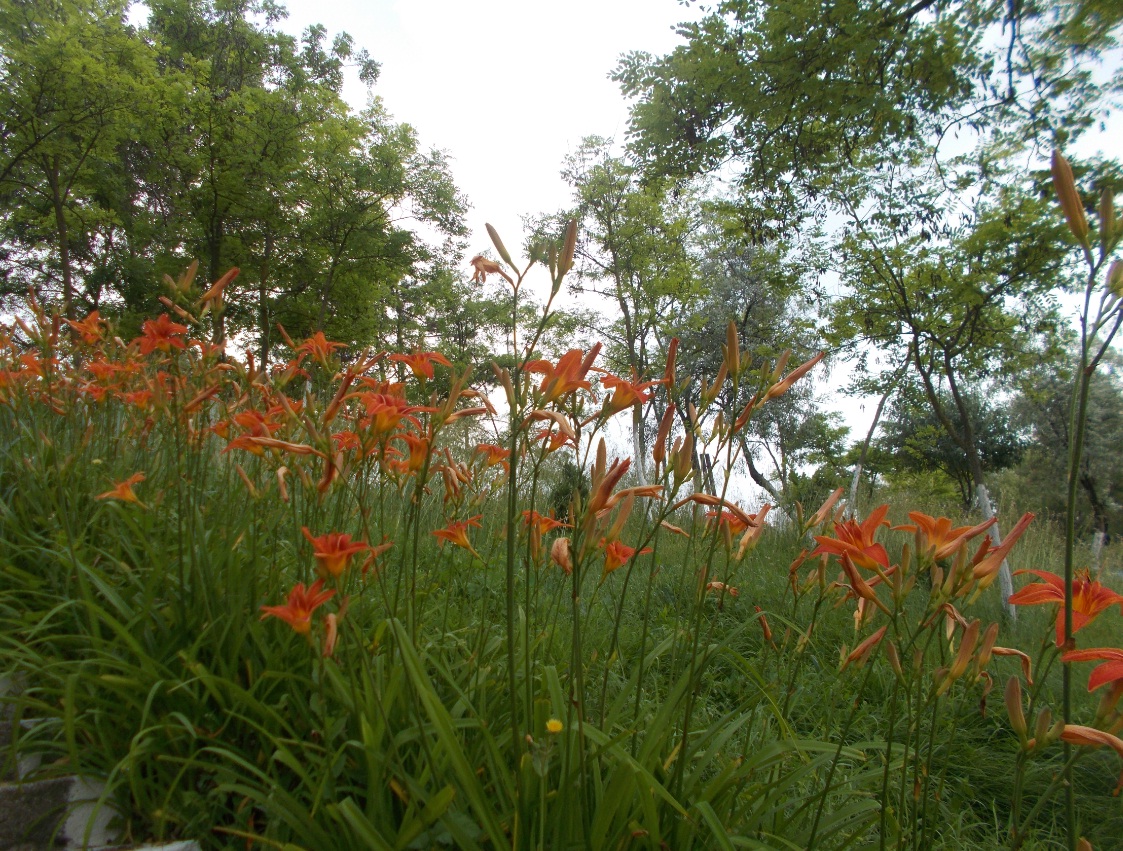 Legendele florilor: Floare de crin - haiku