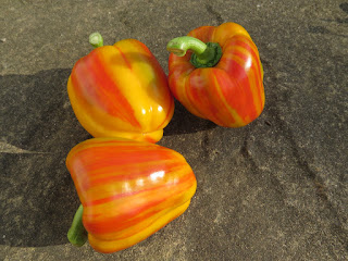 Growing Food, Saving Seeds: Enjoya Peppers (Flame Peppers)