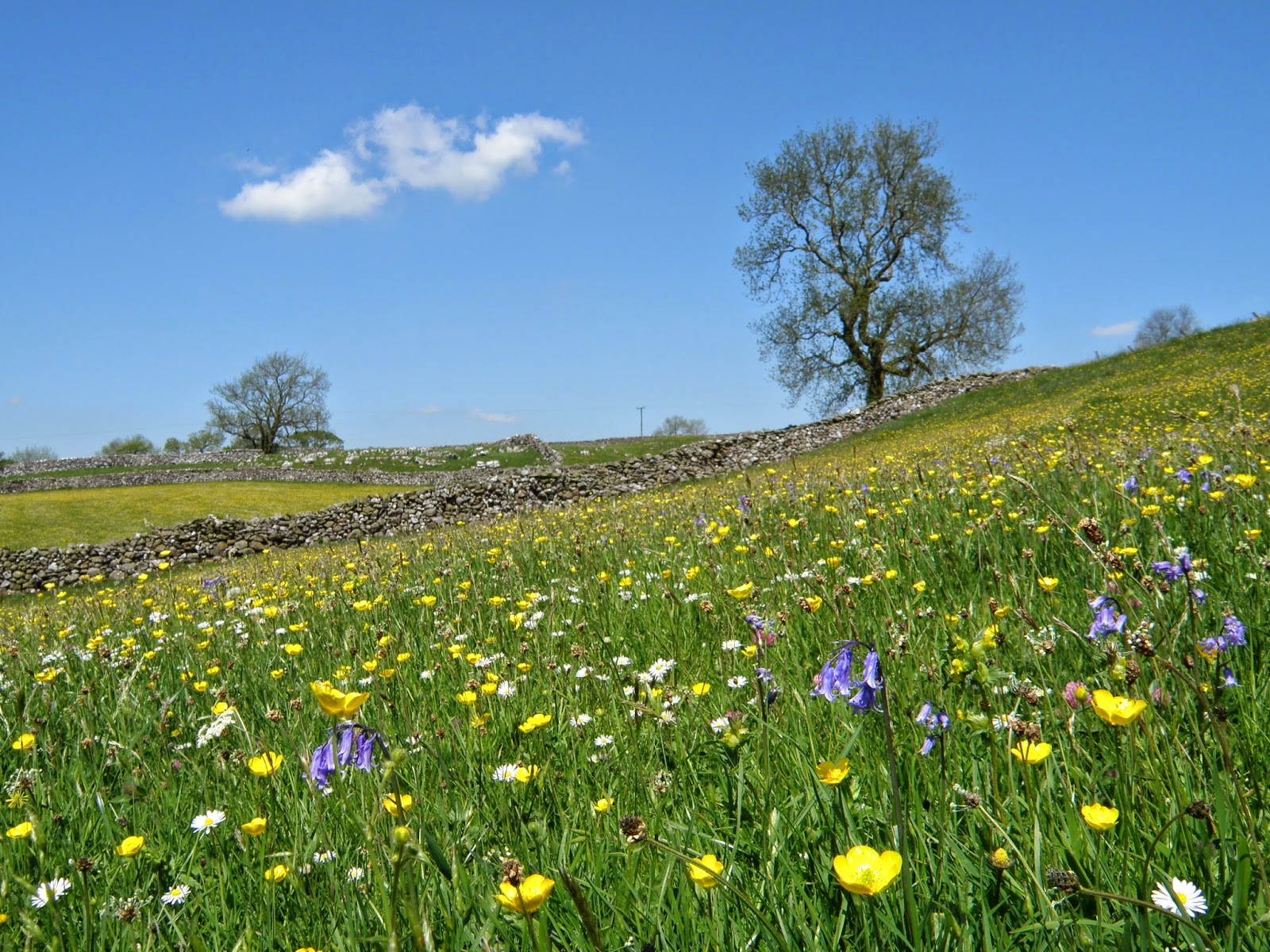 Being Ritulistic Meadow Surprises And The Three Surprises