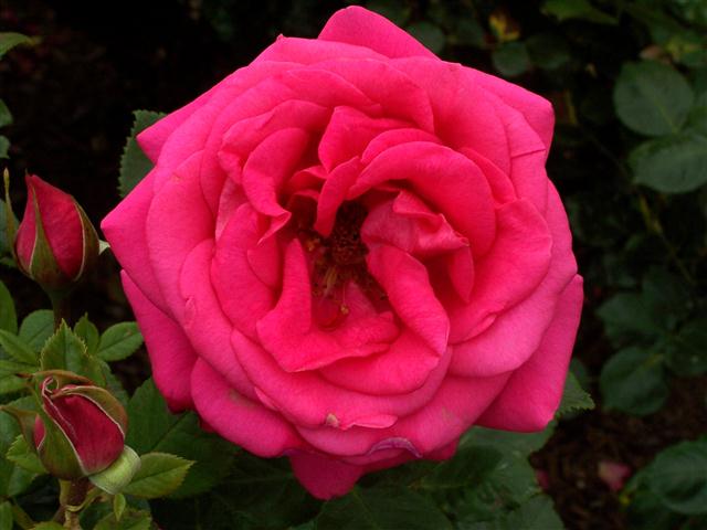 Candidimage Photography: Victoria State Rose Garden