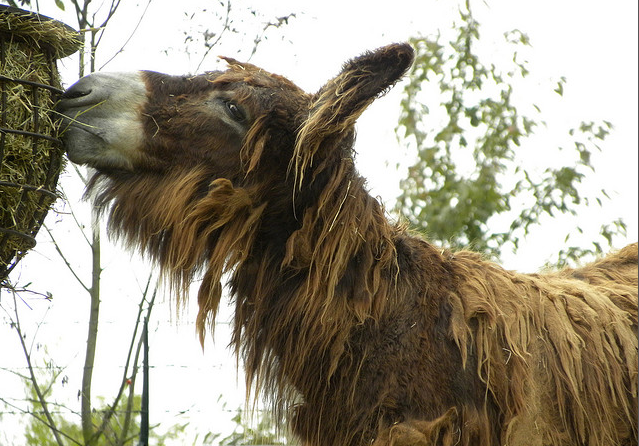 ellergy: THE POITOU DONKEY - The dreadlock donkey