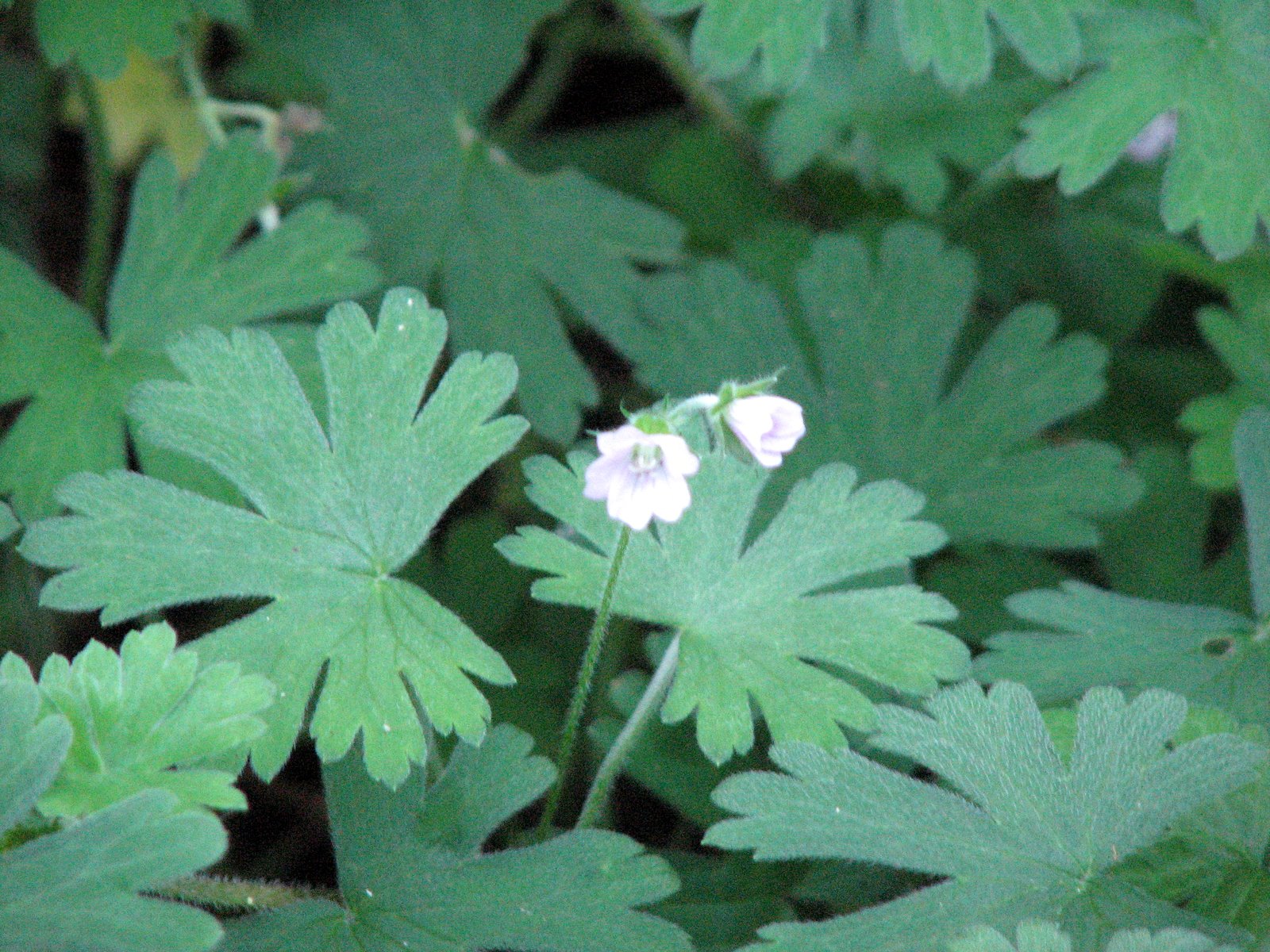 Native Plant Photography: Geranium neglectum Flowers