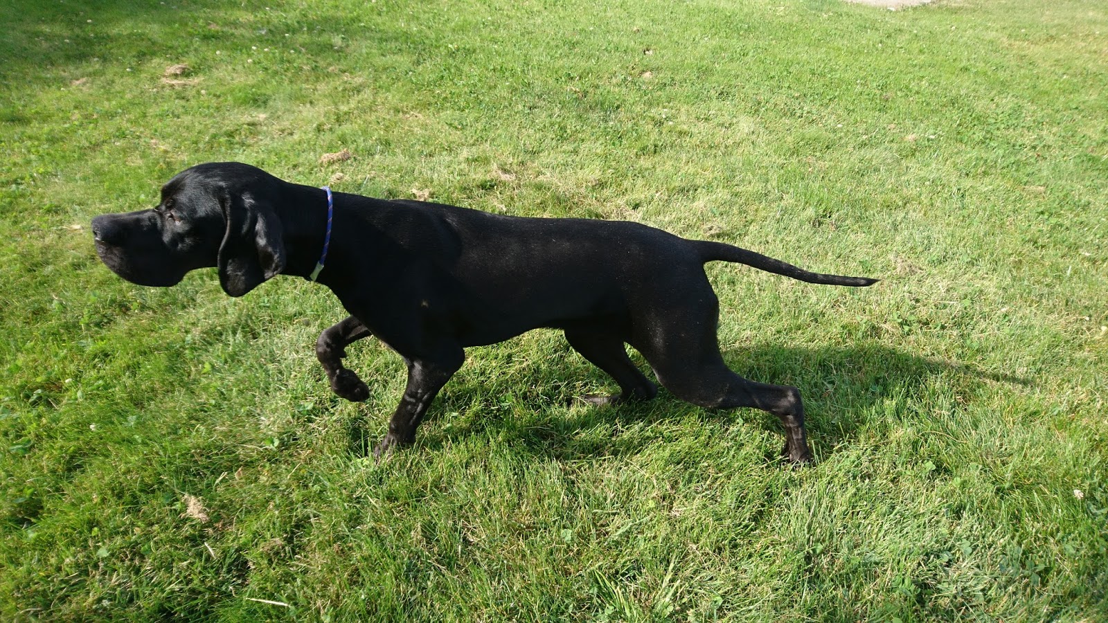 POINTER D'ALBENSE: HEMBRAS