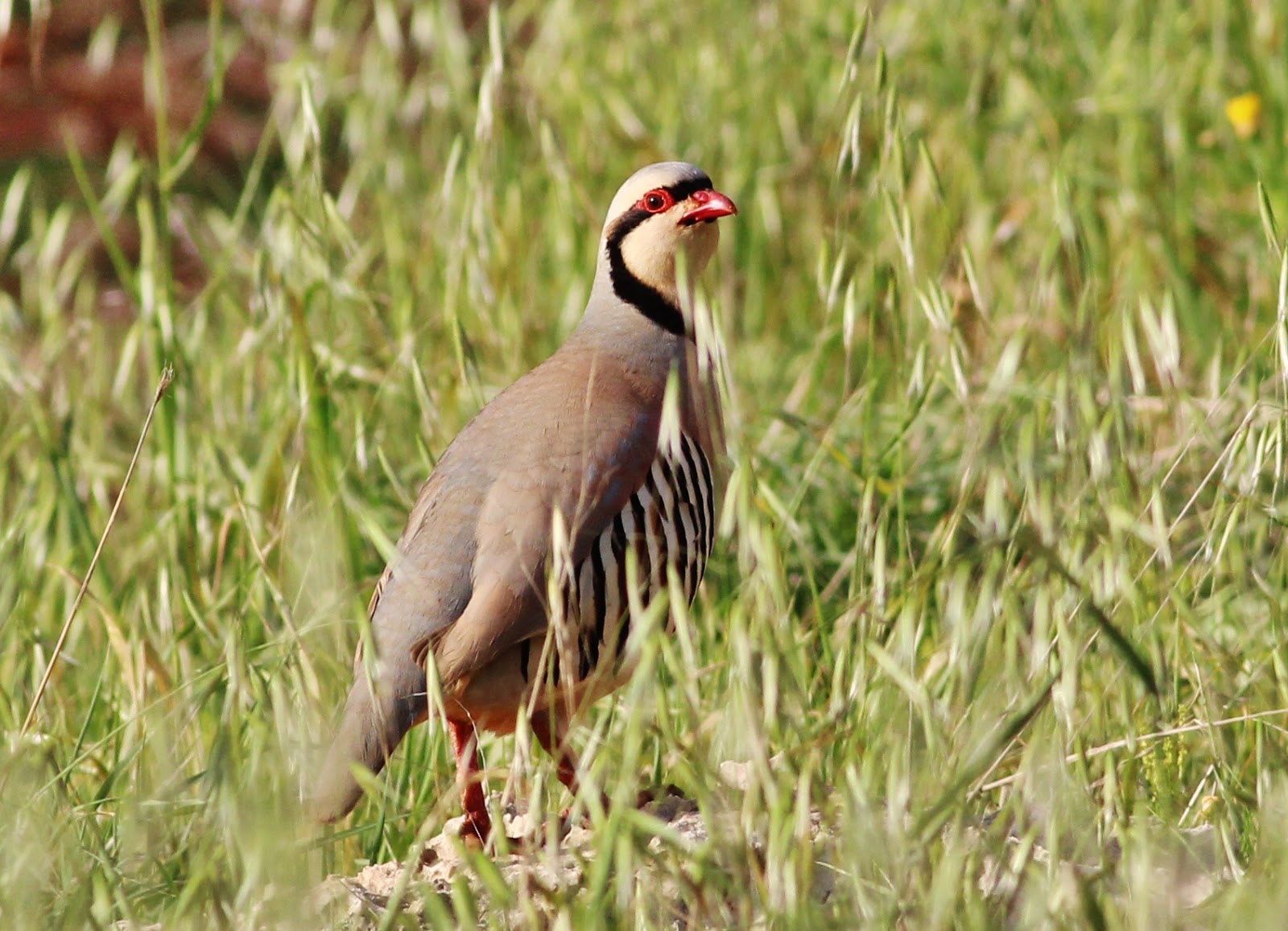 Biodiversity of Cyprus by NGO Protection of the Natural Heritage and ...