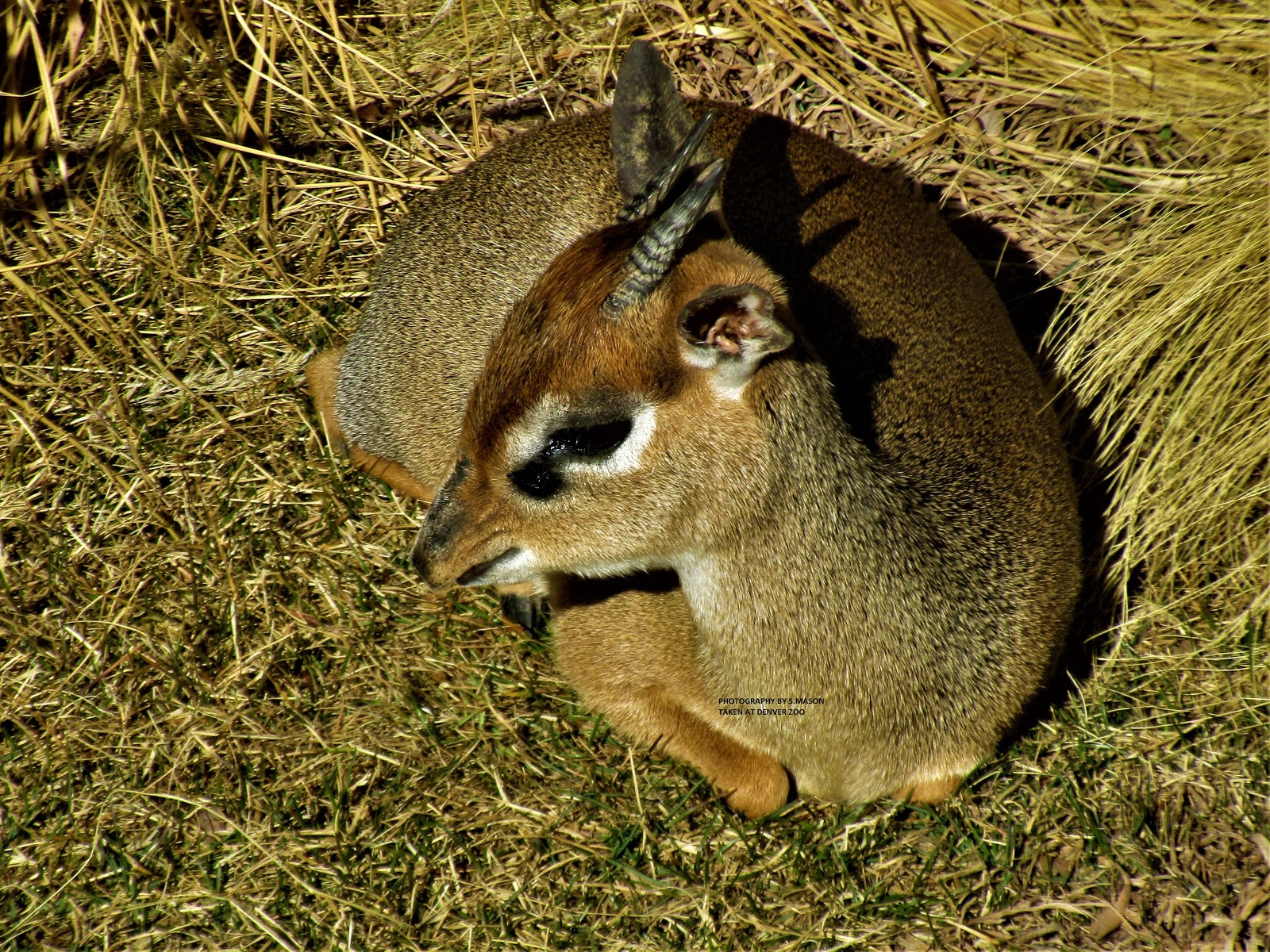Animal Blogging With Dill The Cat