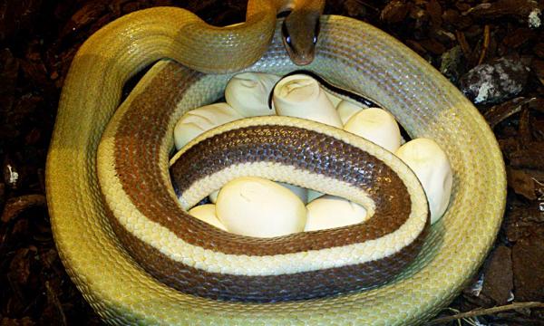 Internetowa Encyklopedia Przyrody