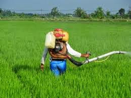 TANAMAN PADI: PENGENALAN TANAMAN PADI