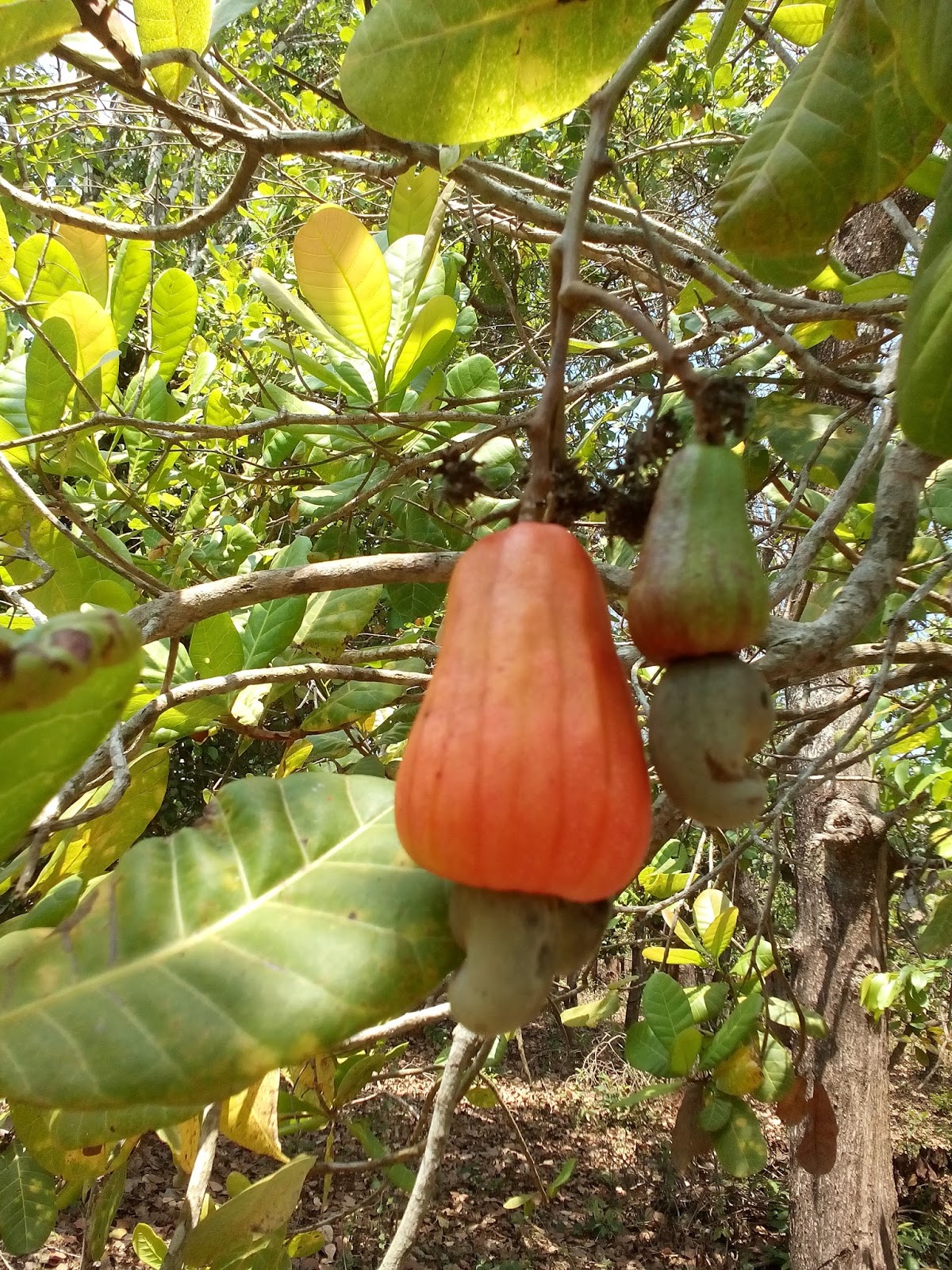 Back to the soil: Cashew season begins