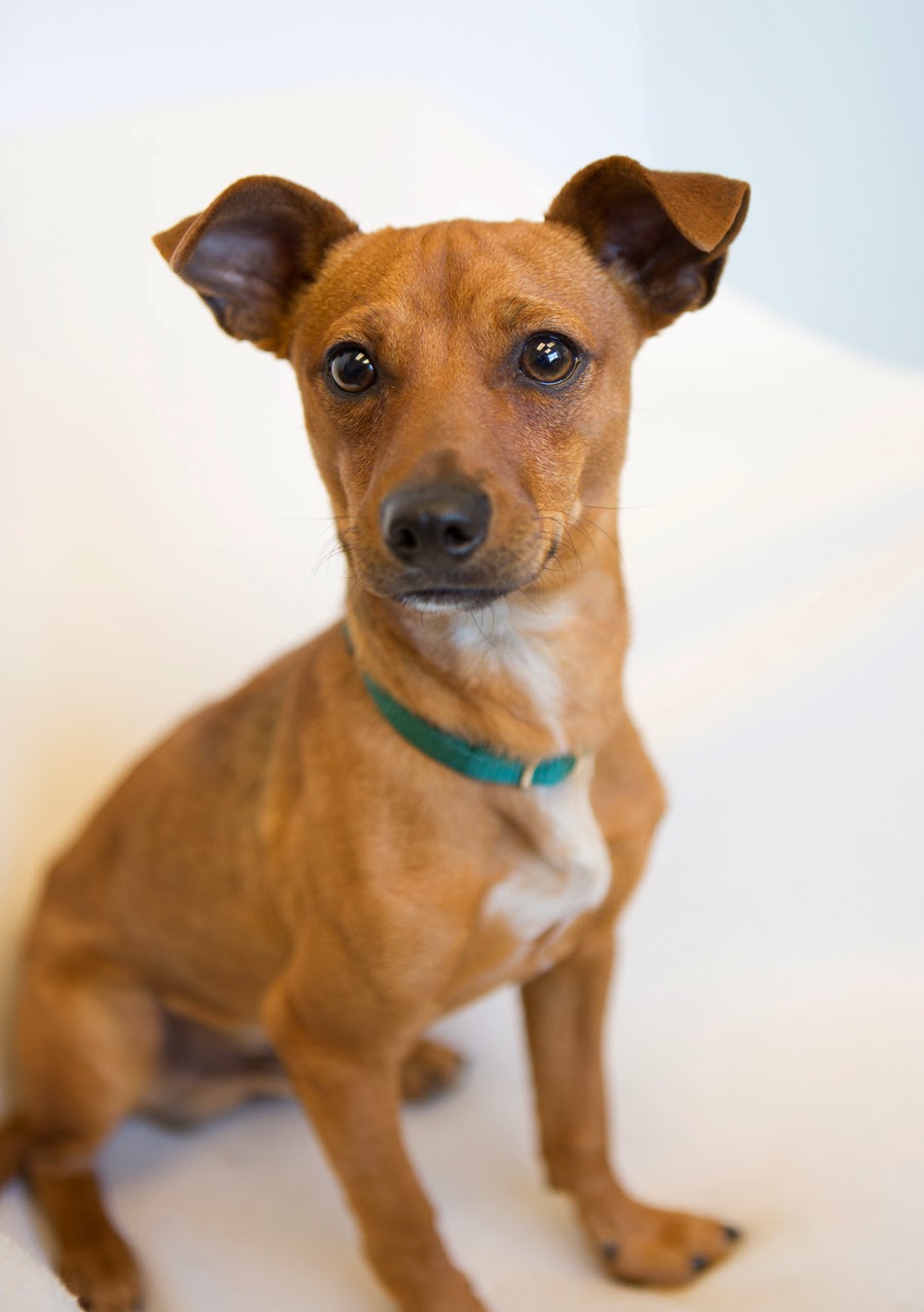 Shelter Dogs of Portland: "JACK" bouncy, fun Min Pin mix