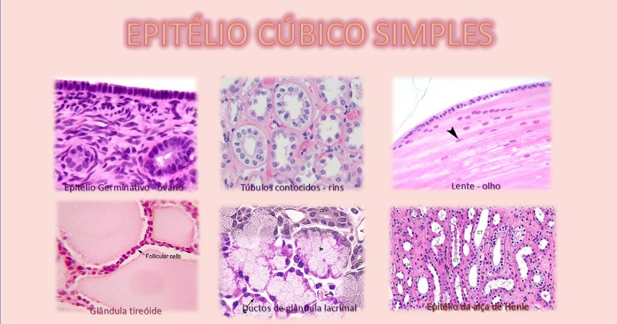 Histologia & Embriologia para Fisioterapia: Epitélio Cúbico Simples