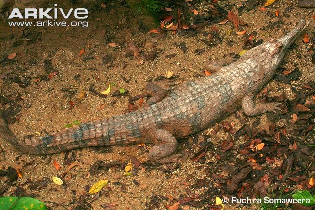 Laberinto en extinción: Gavial falso (Tomistoma schlegelii)