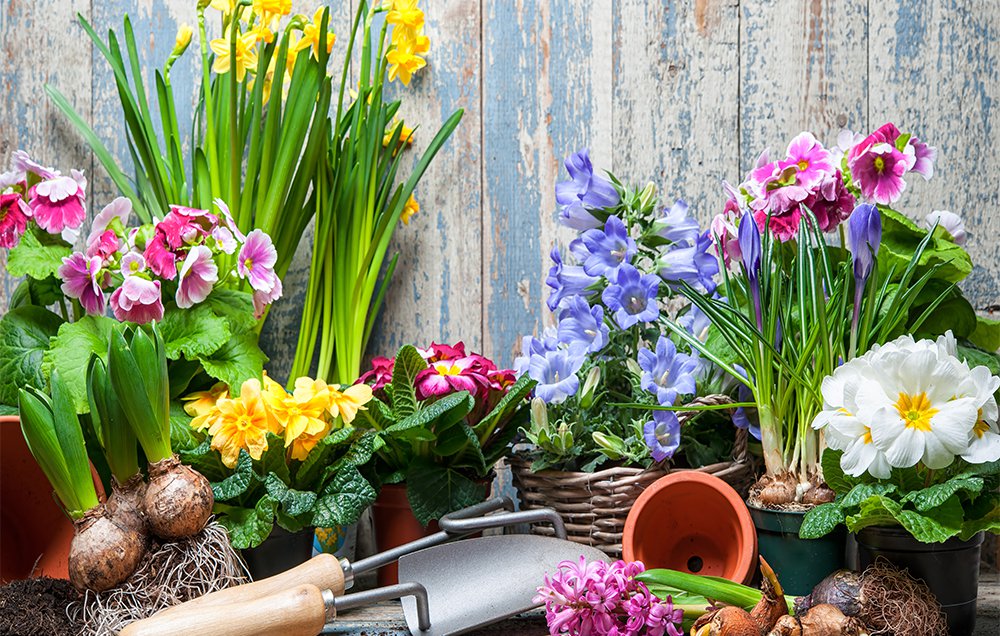 Forcing Bulbs: A How-to Guide