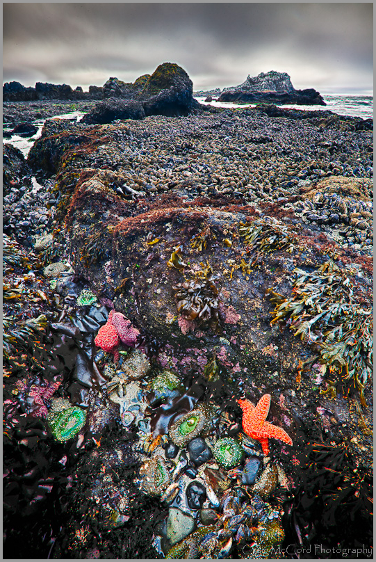 Yaquina Head Tide Pools: Yaquina Head Tide Pools - "Quarry Cove"