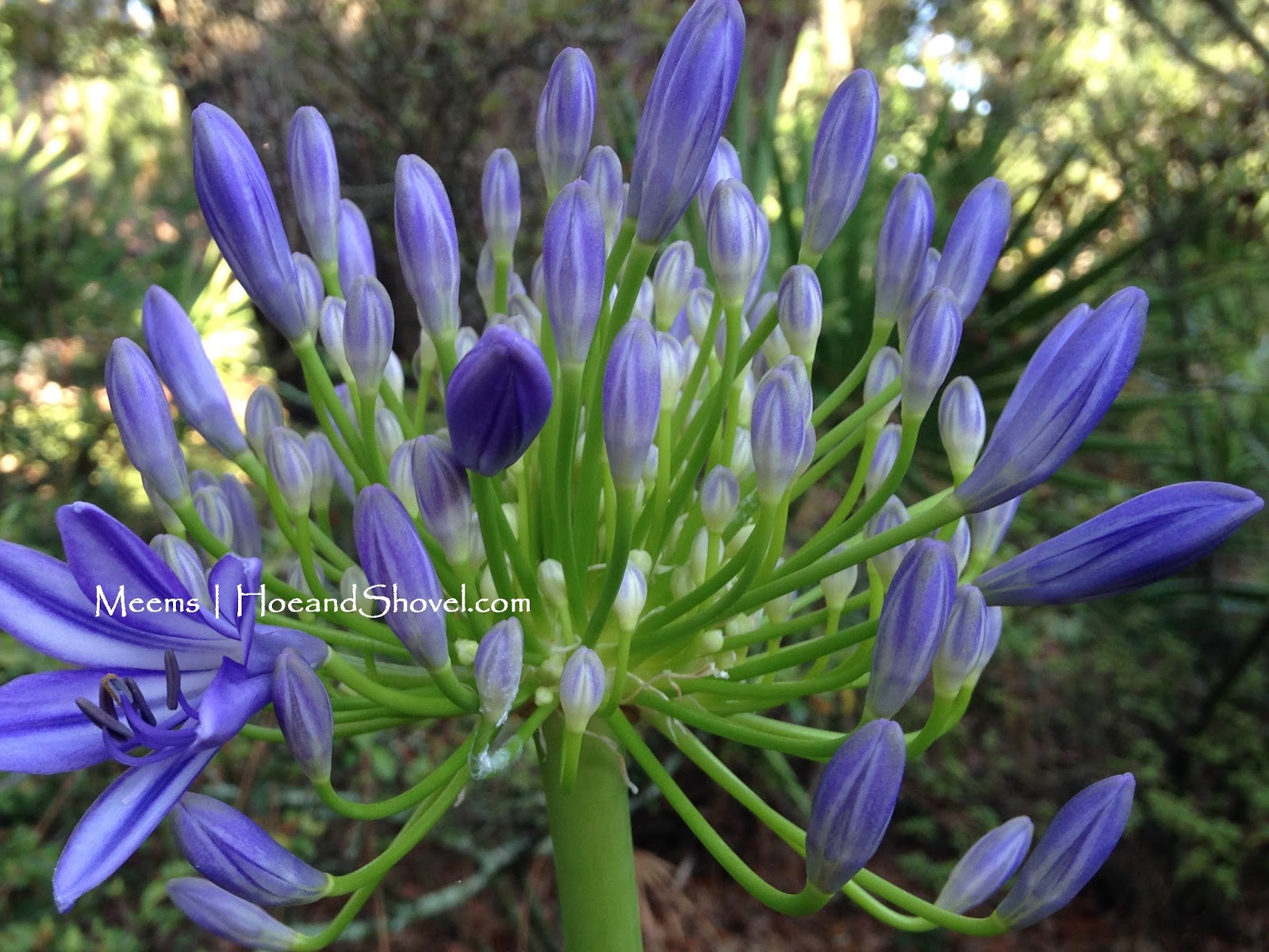 Hoe and Shovel: Aggies Light Up Spring/Summer Garden