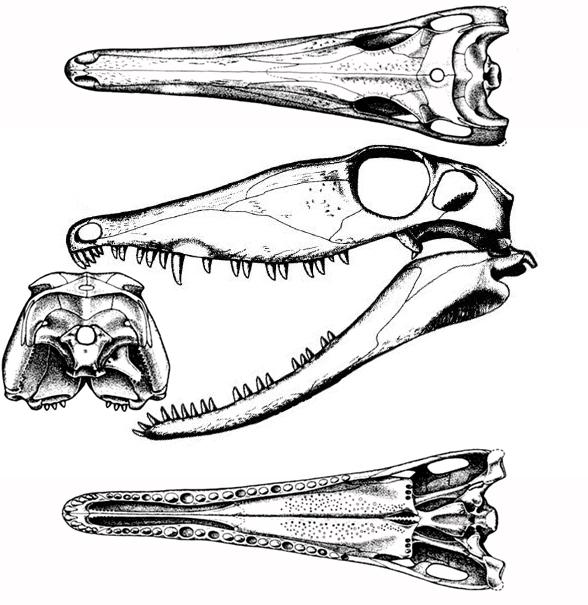 Blog de la Vida Prehistórica: Secodontosaurus