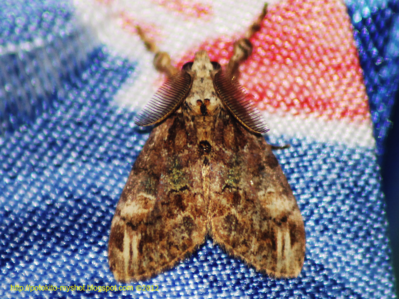 Cocoa Tussock Moth (Orgyia postica), Sumatra Indonesia