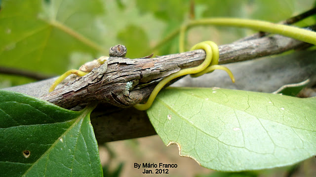Meu Cantinho Verde: TREPADEIRAS - Gavinhas