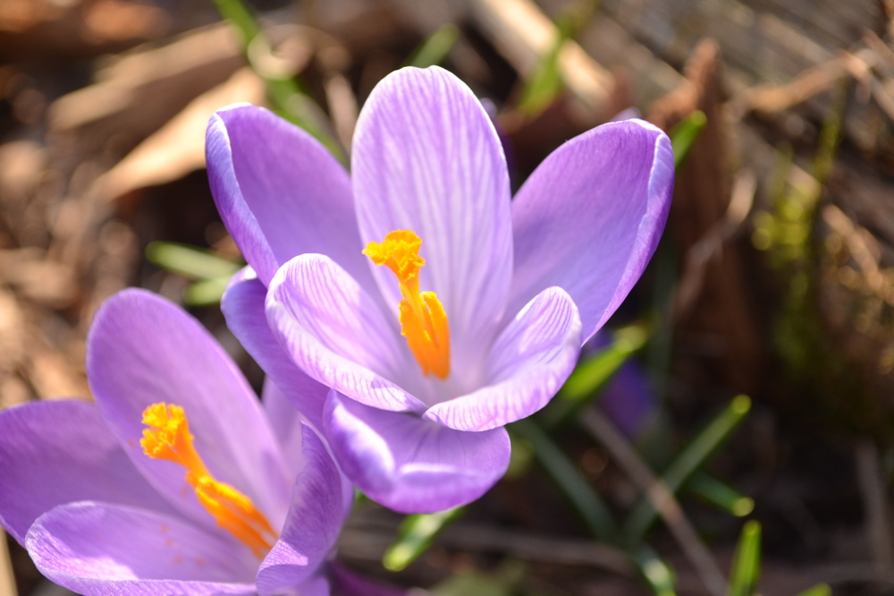 The Art of Cheryl Connell