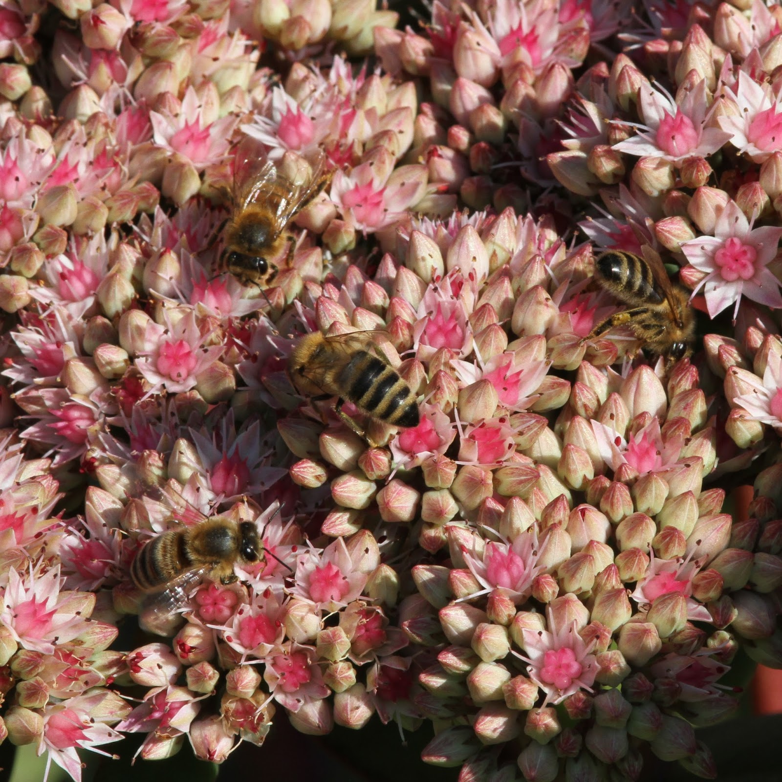 TrogTrogBlog: Honey bees on Sedum spectabile