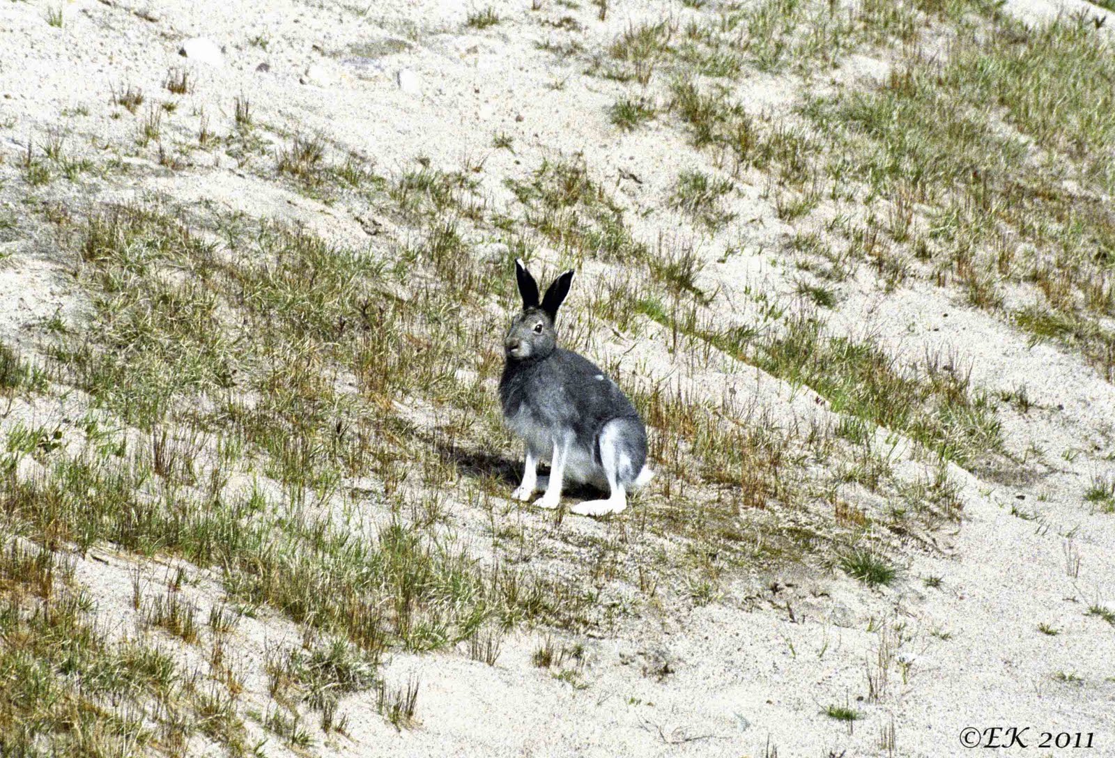 Arctic Fever: Adventure and Ordinary Travel Tips: Spring Comes to the ...