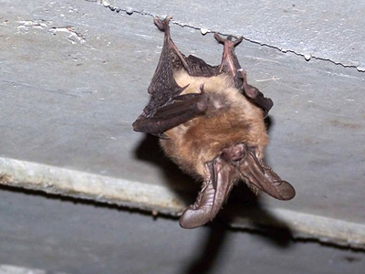Townsend's Big-eared Bat