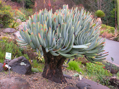 PlantWerkz: Fan Aloe - Aloe Plicatilis