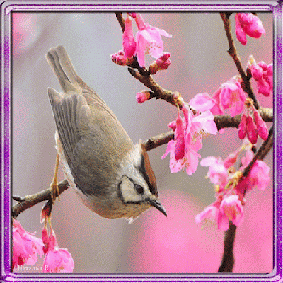 Wiosna: Animowane gify i obrazki - kobiety wiosną