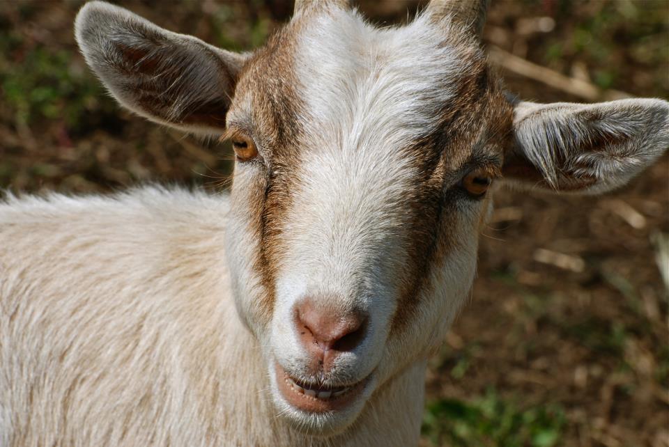 ~ Picture Picks Winners Gallery ~: WINNERS OF "DOMESTICATED ANIMALS"