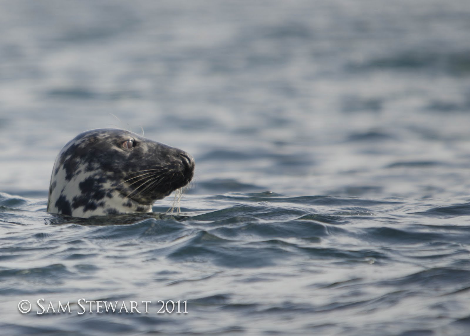 Grey Seals of the West Country: Identifying Male and Female